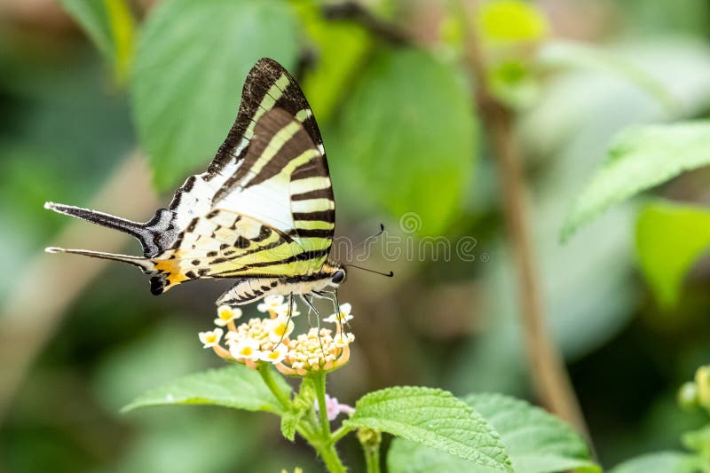 Five-bar Swordtail Pathysa Antiphates Stock Photo - Image of fivebar ...