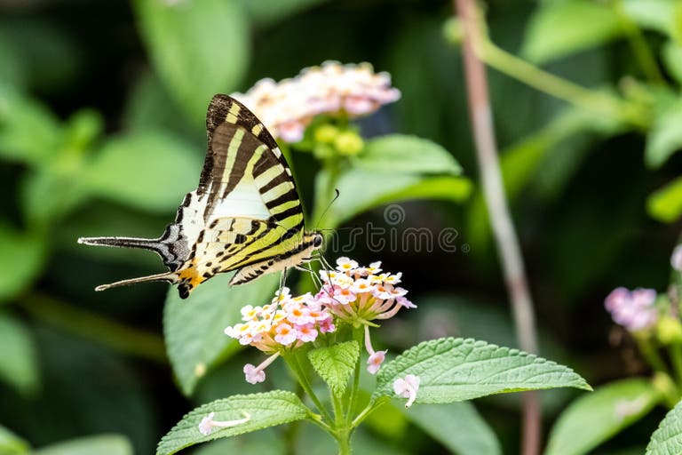 Five-bar Swordtail Pathysa Antiphates Stock Image - Image of antiphates ...