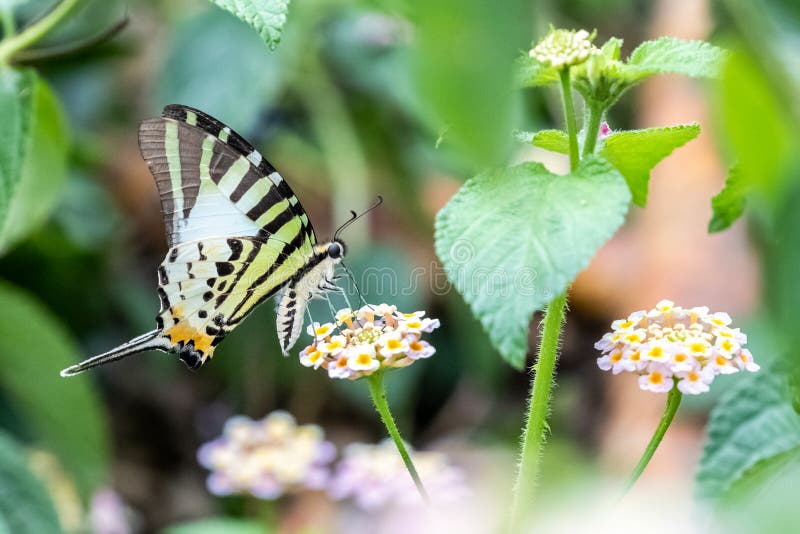 Five-bar Swordtail Pathysa Antiphates Stock Image - Image of flower ...