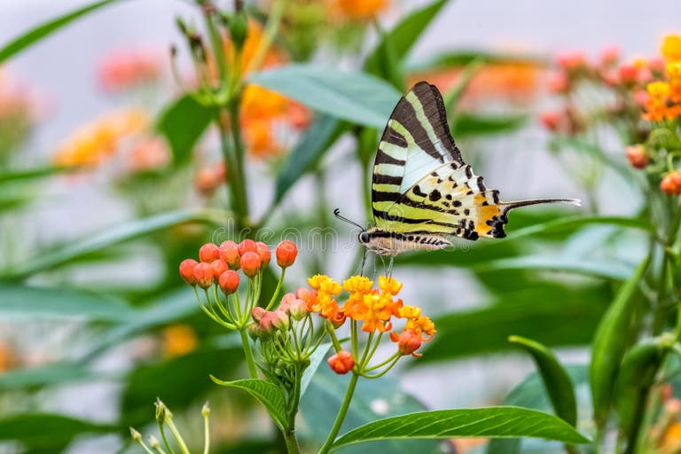 Five-bar Swordtail Pathysa Antiphates Stock Image - Image of flight ...