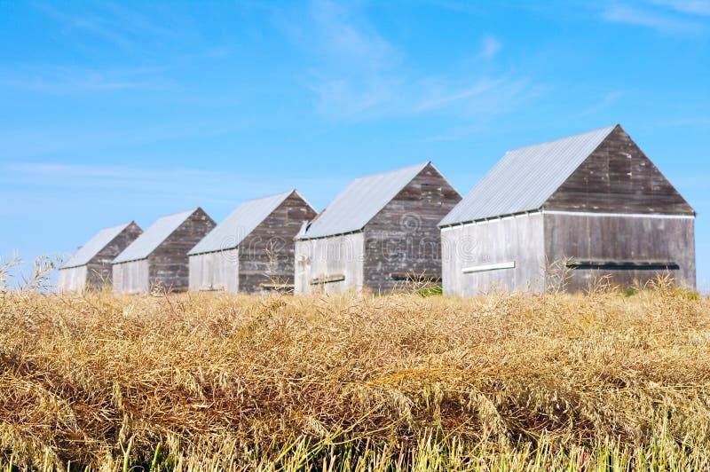 Five barns in field stock photo. Image of landscape, golden - 99688016