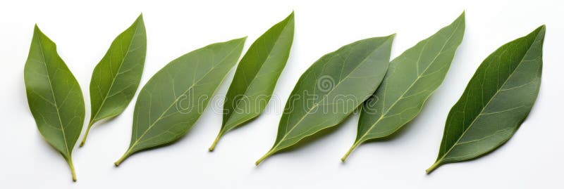 Five Bay Leaves on a White Background Stock Illustration - Illustration ...