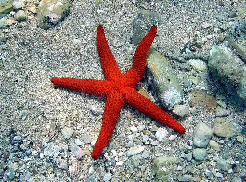 Five beam red sea star stock image. Image of seabed, beautifully - 4648831