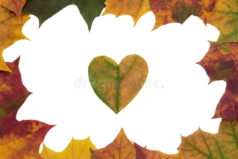 Maple Leaf Heart on Three Beautiful Colorful Autumn Maple Leaves on a ...