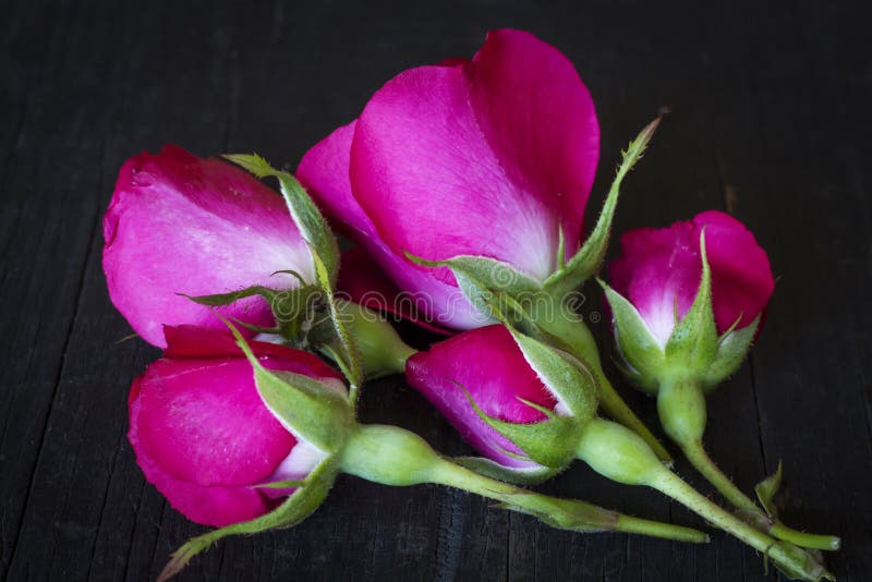 Five Beautiful Pink Roses on a Dark Wooden Background Stock Photo ...