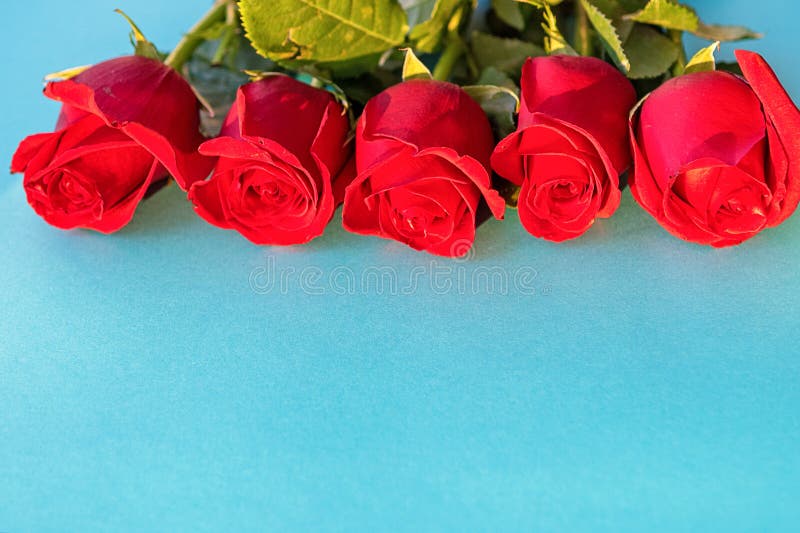 Five Beautiful Red Roses on Blue Background. Place for the Label. Stock ...