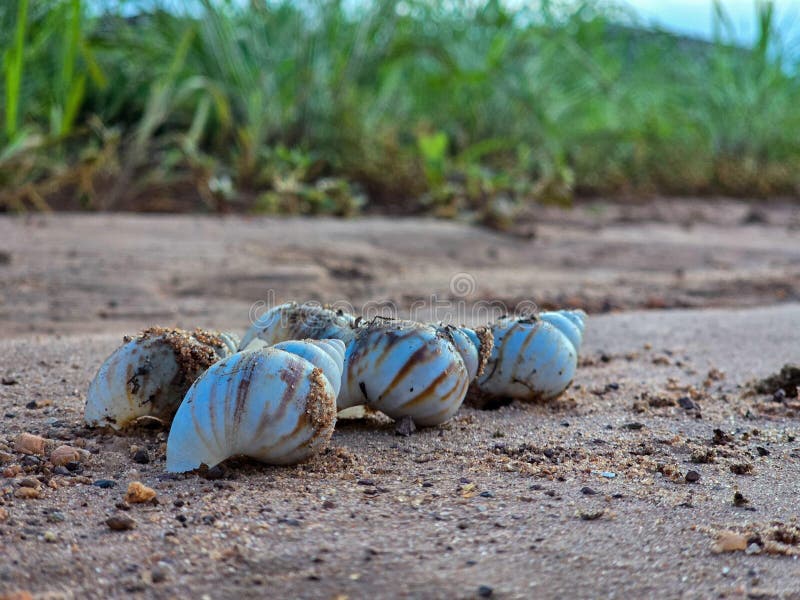 Five Beautiful Snail Shells Stock Photos - Free & Royalty-Free Stock ...
