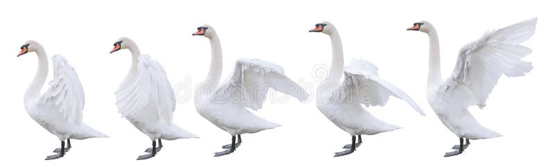 Five Beautiful White Swans with Different Positions Stock Image - Image ...