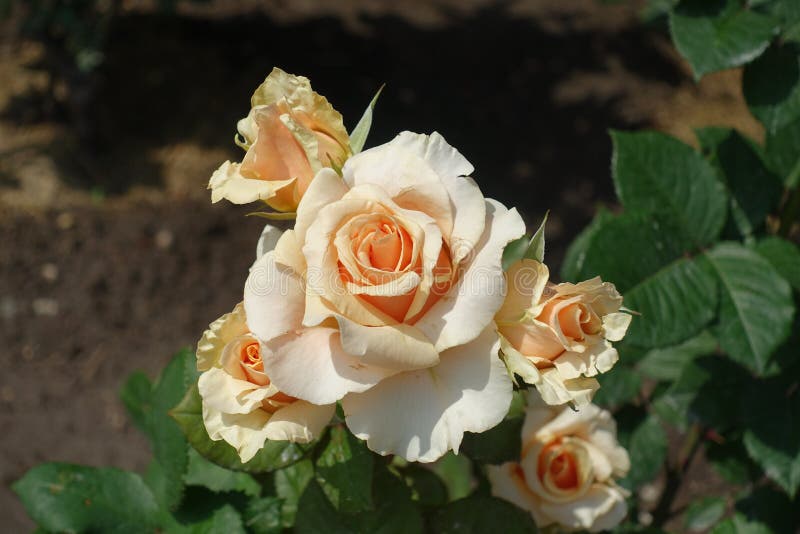 Five Beige Flowers of Roses Stock Photo - Image of beige, blossom ...