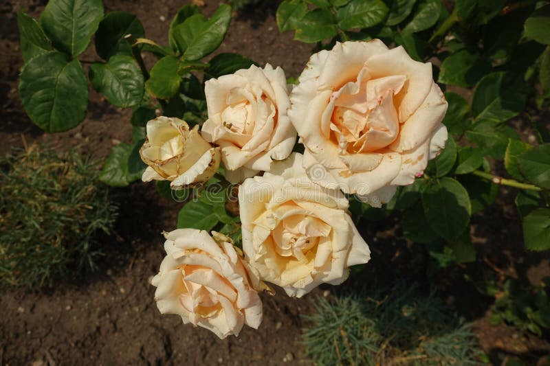Five Beige Flowers of Roses in August Stock Image - Image of branch ...