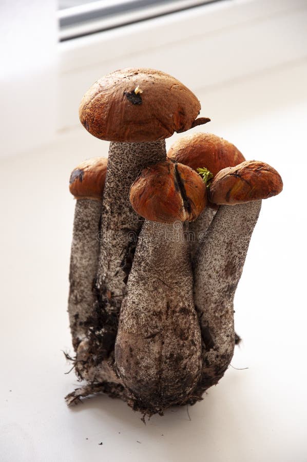 Five Big Orange-cap Boletus Mushrooms on the White Background Stock ...