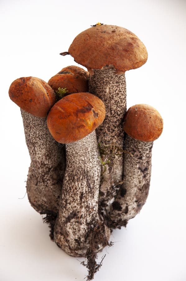 Five Big Orange-cap Boletus Mushrooms on the White Background Stock ...