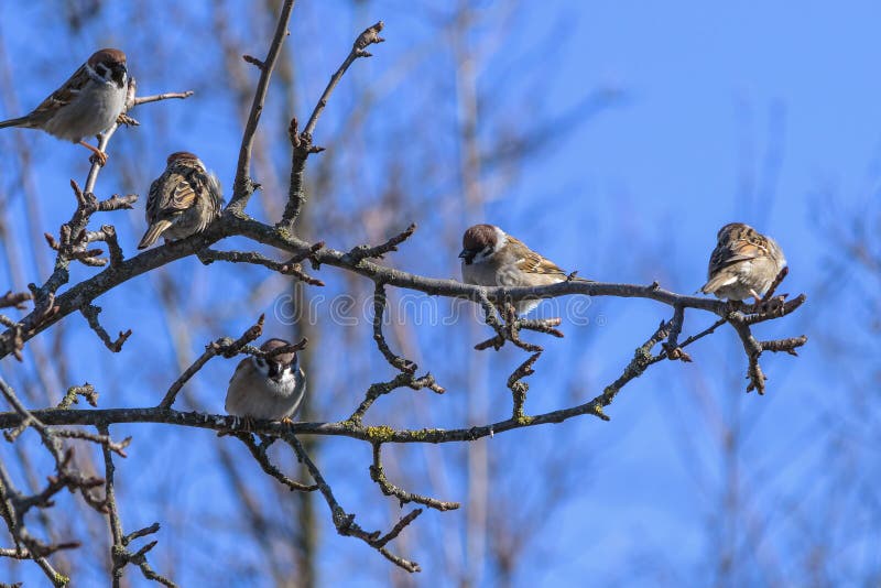 Five Birds Rest Sitting on a Tree Branch in Early Spring Stock Photo ...