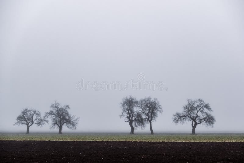 Five Black on a Field with Dense Fog Stock Photo - Image of forest ...