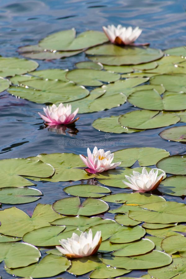 Five Blooming Sea Roses in Different Tones of Pink Stock Photo - Image ...