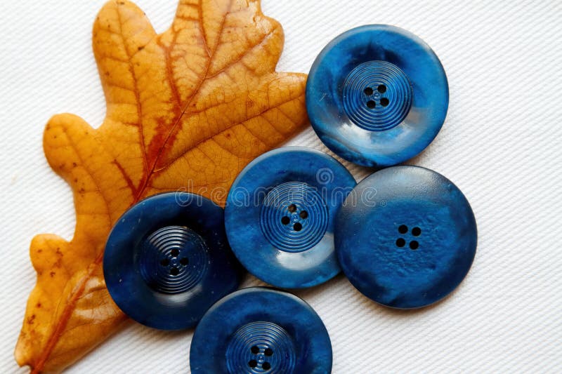 Five Blue Buttons with a Withered Yellow Oak Leaf Stock Image - Image ...