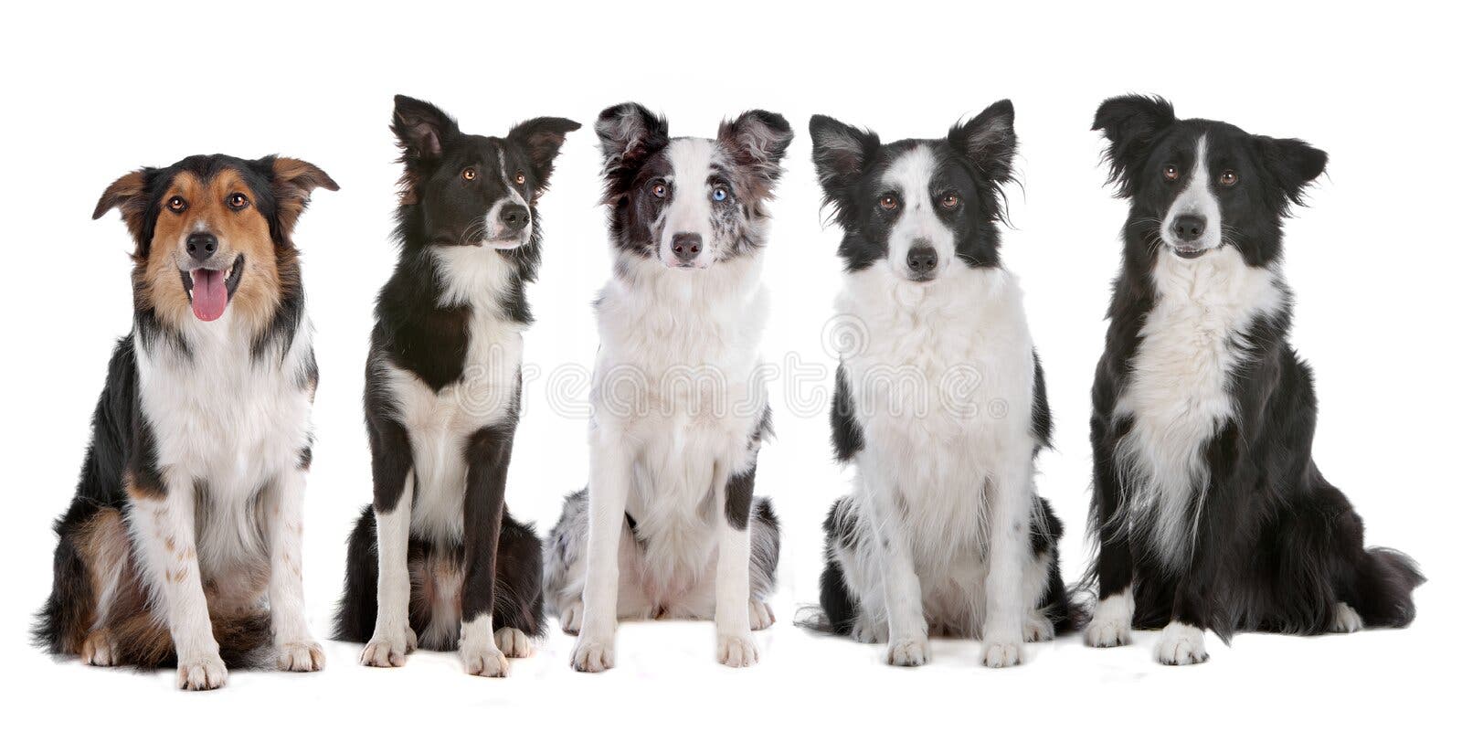 Group of five dogs stock image. Image of group, arrangement - 23180759