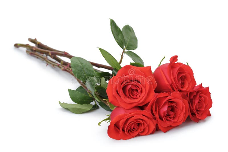 Five Bright Red Roses Isolated on White Stock Photo - Image of gift ...