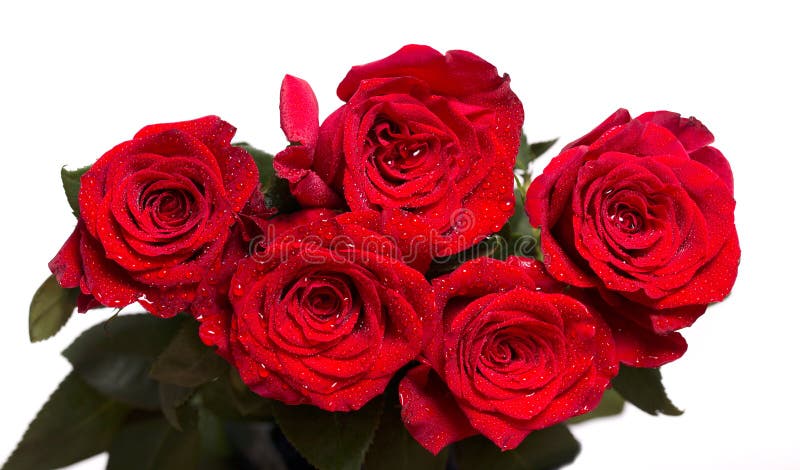 Five Bright Red Roses Water Drops Petals Stock Photos - Free & Royalty ...