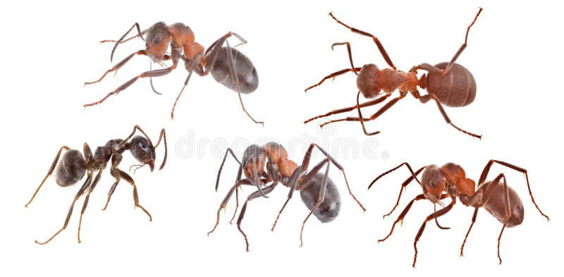 2,887 Brown Forest Ants Stock Photos - Free & Royalty-Free Stock Photos ...