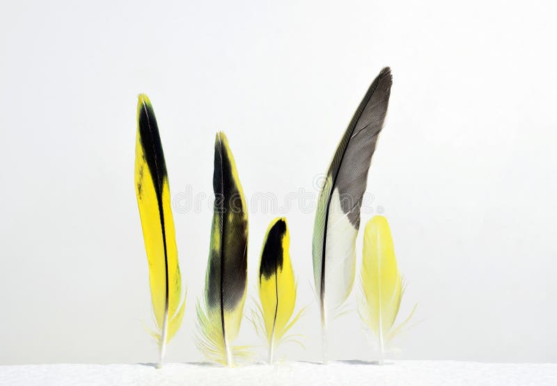 Five budgerigar feathers stock image. Image of moulting - 271994401