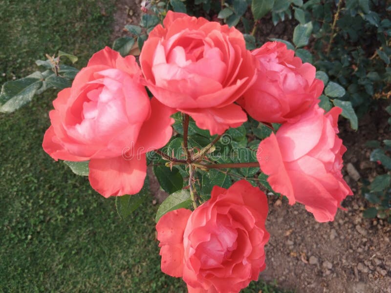 Five Bunch of Beautiful Red Roses Stock Image - Image of rose, shrub ...
