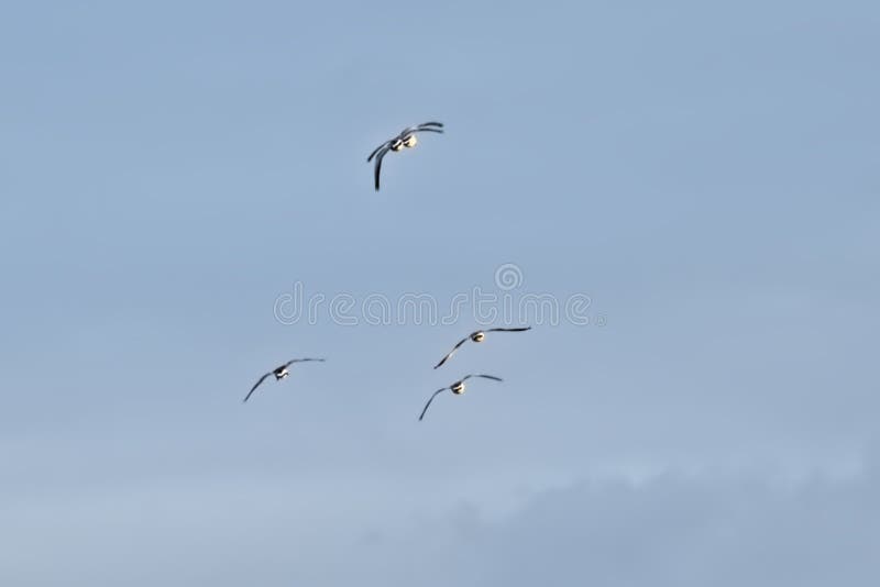 Five Canada Geese on Flight on a Blue Sky Stock Photo - Image of group ...