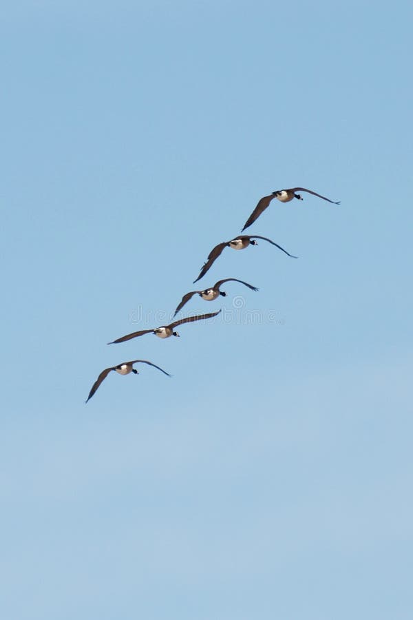 Five Canada Geese Flying in a Row in a Blue Sky Stock Image - Image of ...