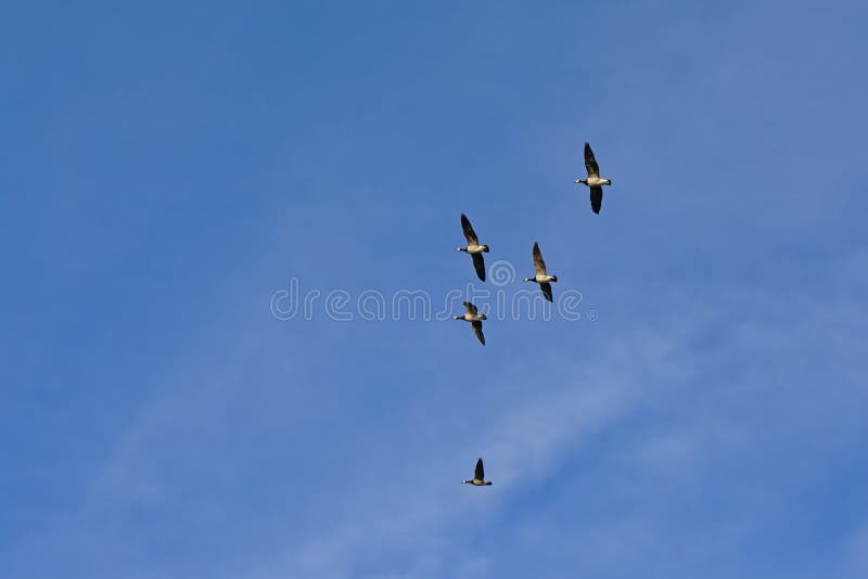 Five Canada Geese Flying on a Blue Sky with Soft Clouds - Branta ...