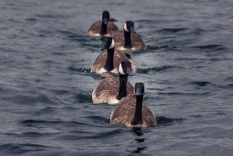 Five canada geese in a row stock photo. Image of branta - 227422628