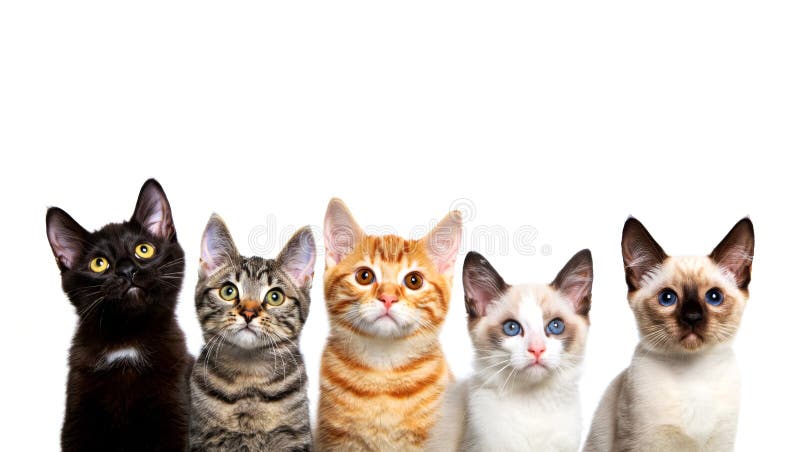 Five Cats are Standing in a Row, with One Black and Four Orange Stock ...