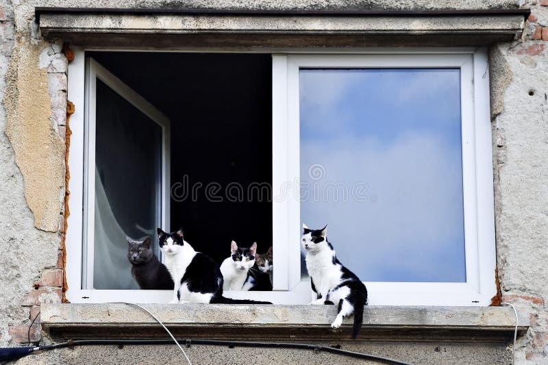 Five Cats on Window Sill Looking at Camera Stock Photo - Image of mood ...