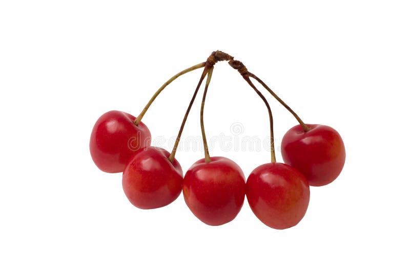 Five cherries stock photo. Image of dish, healthy, lose - 967128
