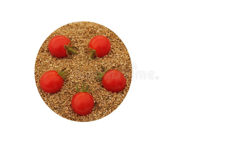 Five Cherry Tomatoes. stock photo. Image of flower, plant - 277105934