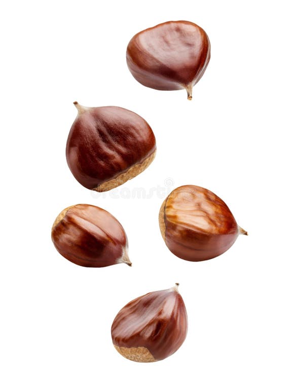 Five Chestnuts Falling Against a Transparent Background, Offering a ...