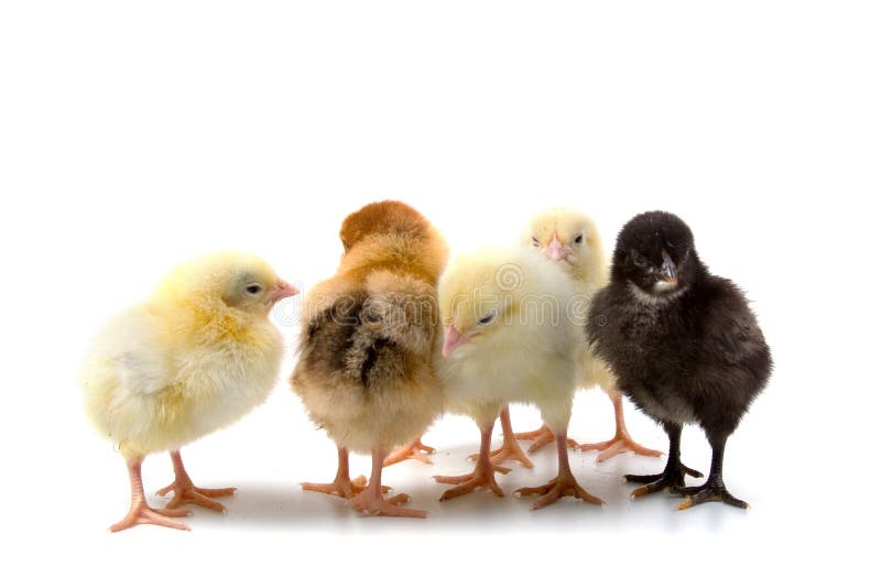 254 Five Chickens Stock Photos - Free & Royalty-Free Stock Photos from ...