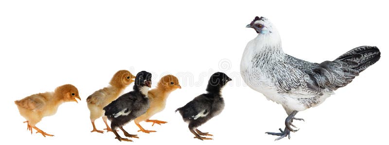 254 Five Chickens Stock Photos - Free & Royalty-Free Stock Photos from ...