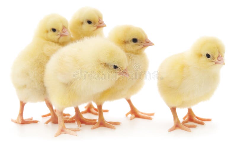 220 Five Chickens Photos - Free & Royalty-Free Stock Photos from Dreamstime