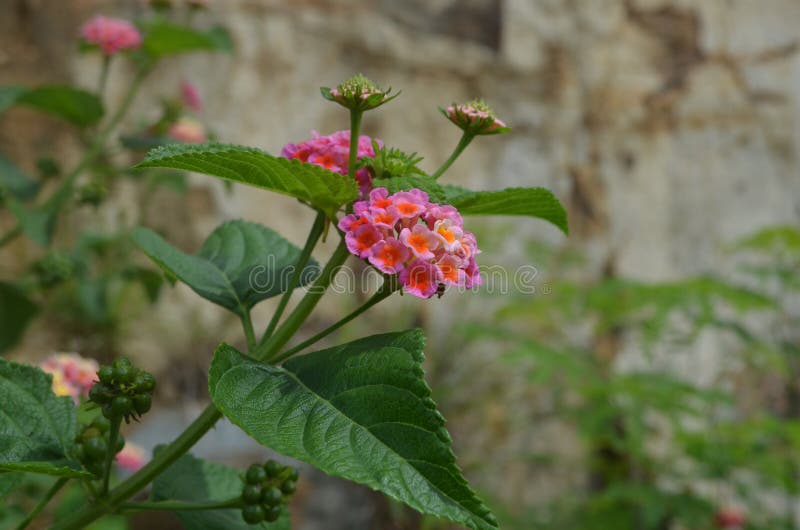 The five color flower stock image. Image of five, macro - 127098801