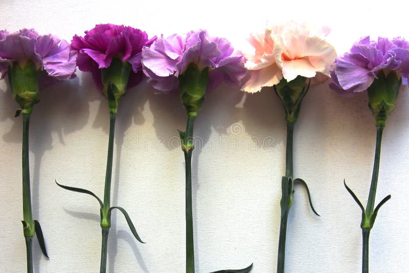 Five Colored Carnations in Purple, in a Row. Bouquet of Flowers Stock ...
