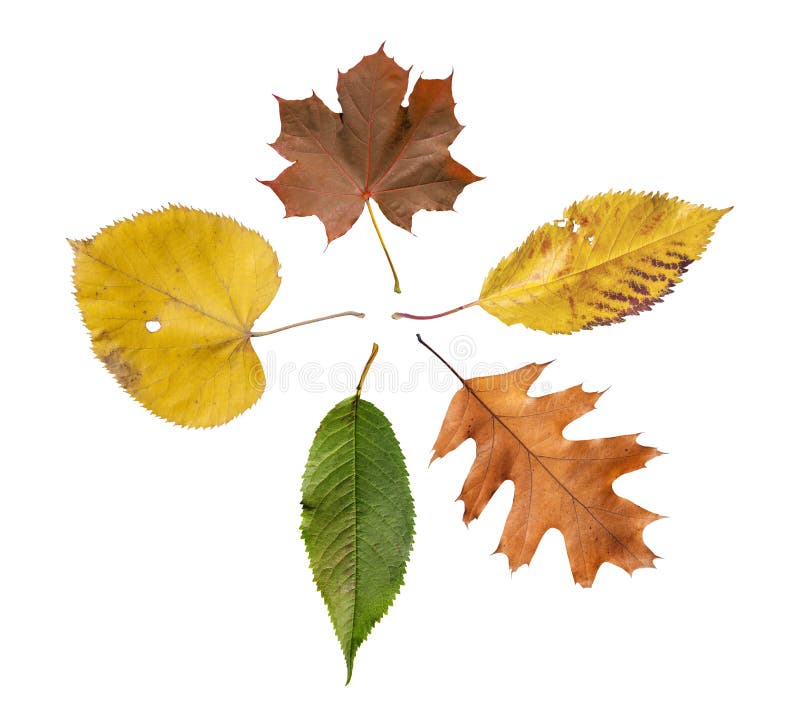 Five Colored Leaf Isolated from Golden Decorative Autumn Leaf Stock ...