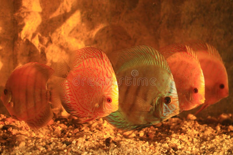 Colorful discus fish stock photo. Image of gills, creature - 3737882