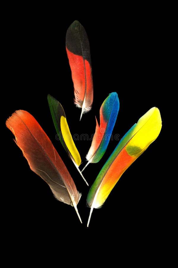 Five Colorful Parrot Bird Feathers on Black Stock Image - Image of ...