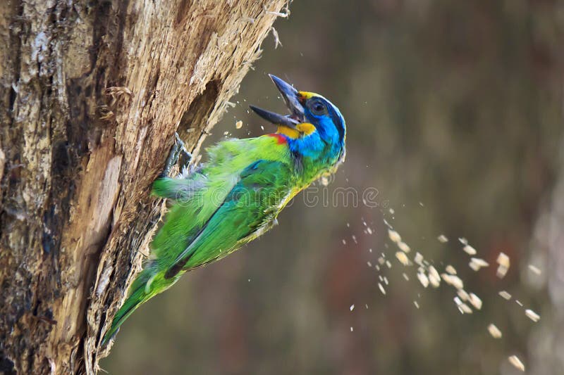 Five Colors Bird Pecking Tree Hole Stock Photo - Image of space ...