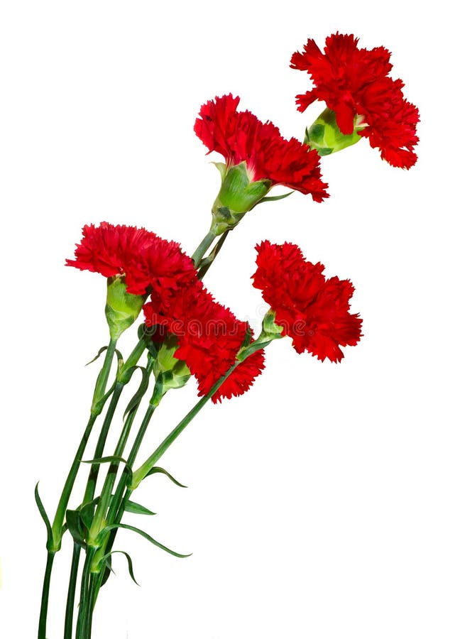 Red carnation stock photo. Image of carnation, isolated - 19832398