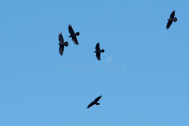 Two Common Ravens Flying in a Blue Sky Stock Image - Image of wildlife ...