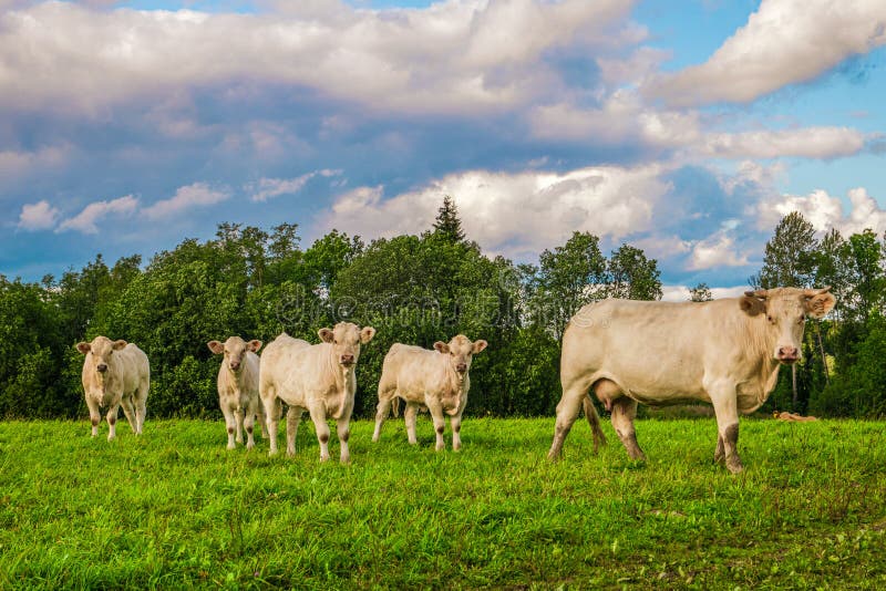 Five Light Cows in a Green Meadow Stock Photo - Image of summer, meadow ...