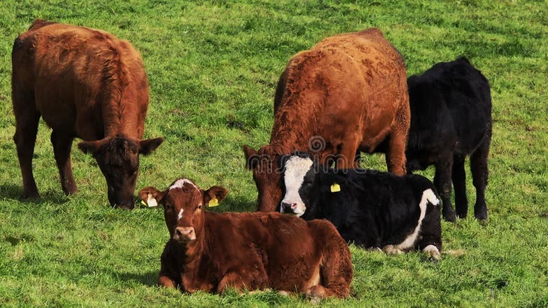 Brown and Black Cows Grazing Under Direct Sunset Sunlight at Green ...