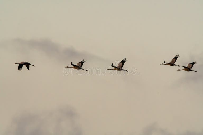 Five cranes fly in the sky stock photo. Image of wildlife - 251148664