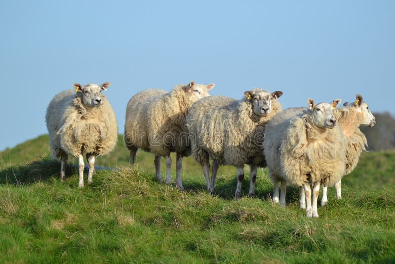 Five Sheep Grazing in the English Landscape at Maiden Castle Near ...